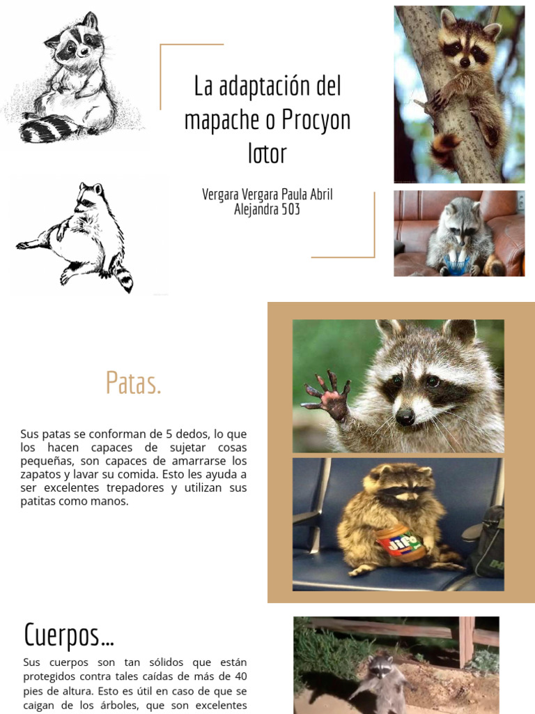 Adaptación del mapache | PDF