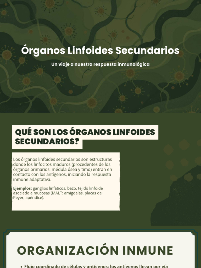 Organos+Linfoides+Secundarios Compactado | PDF | Ganglio linfático ...