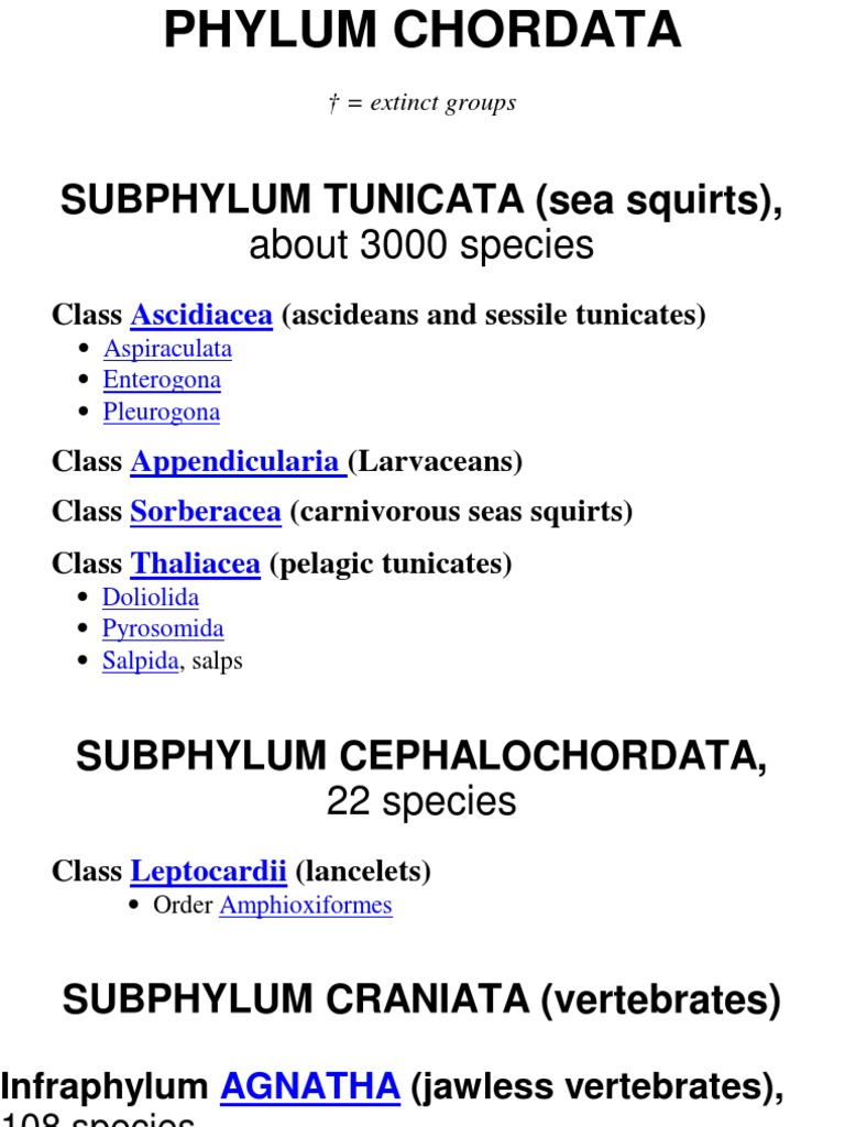 Chordate Classification | PDF | Sharks | Aquatic Vertebrates