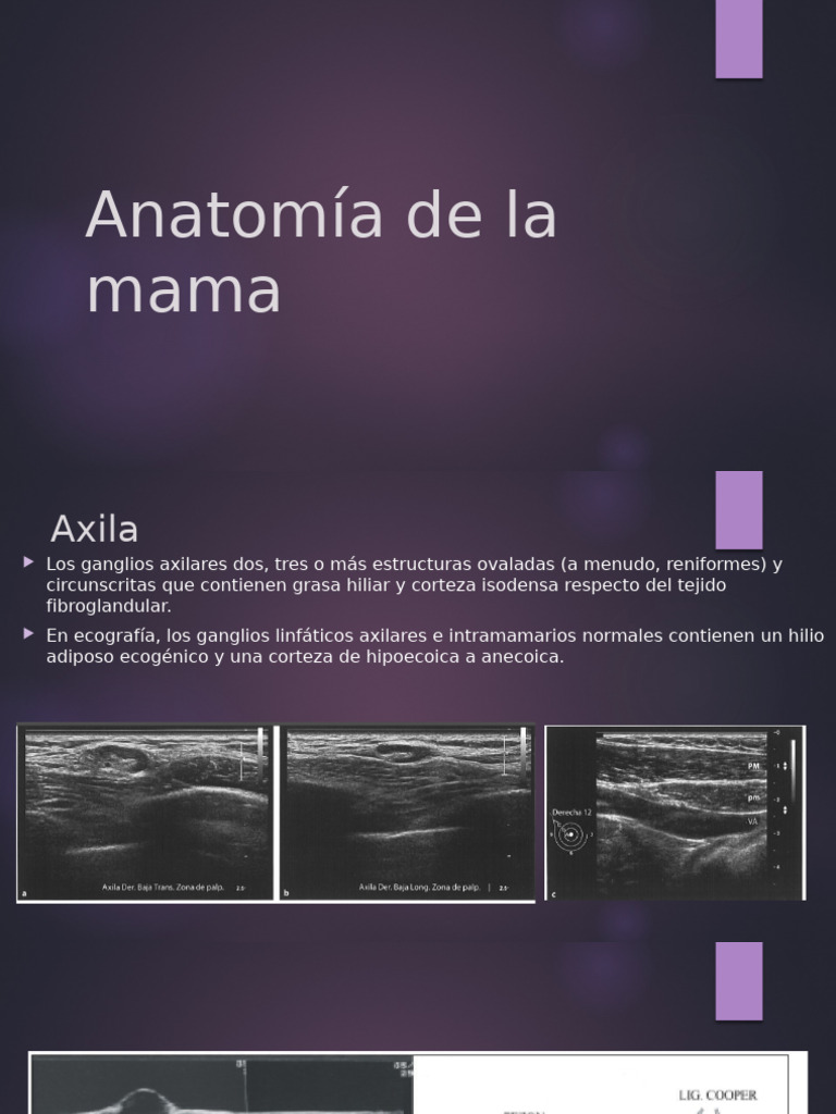 Anatomía de La Mama | PDF