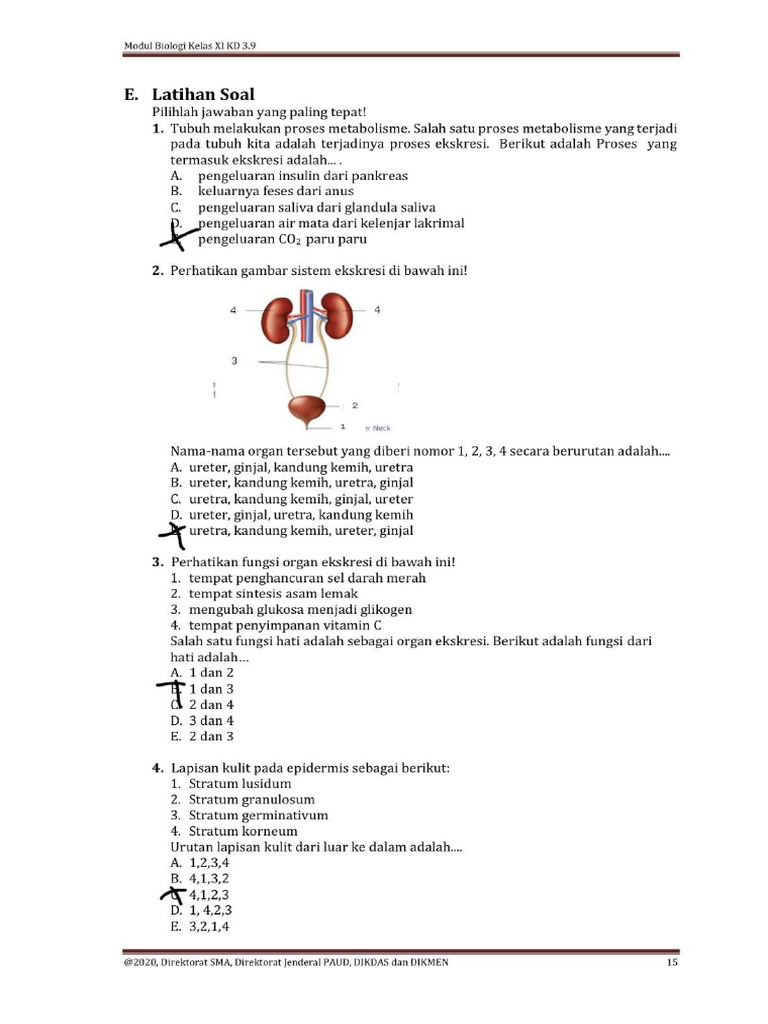 Latsol Sistem Ekskresi | PDF