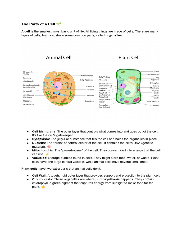 Cell Structure and Functions Explained | PDF