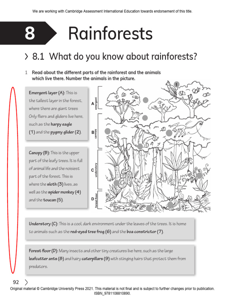 Rainforest Layers and Wildlife Overview | PDF | Rainforest | Adverb