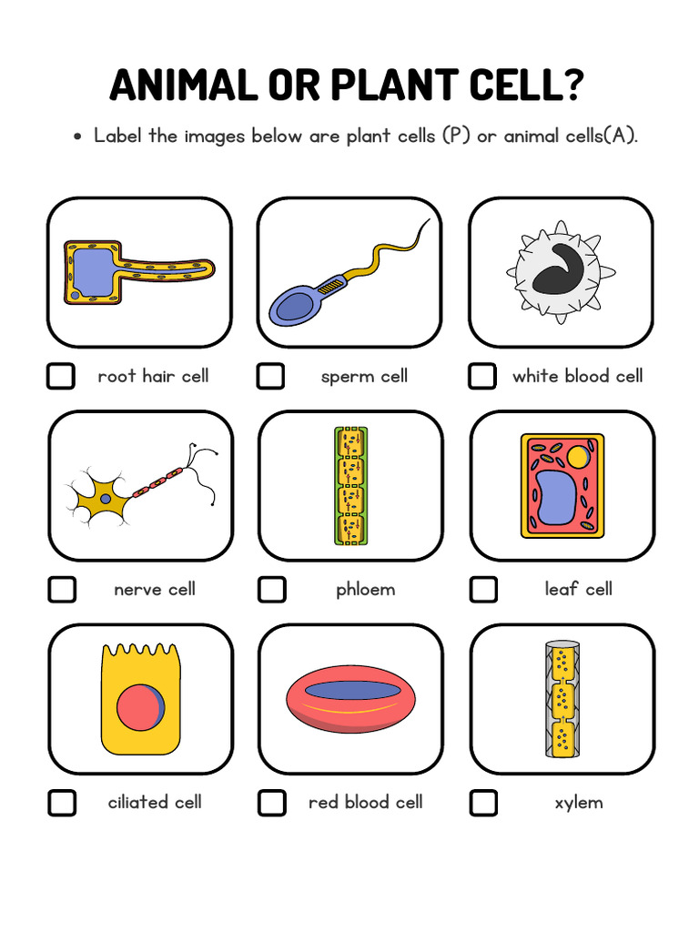 Animal or Plant Cell?: Label The Images Below Are Plant Cells (P) or ...