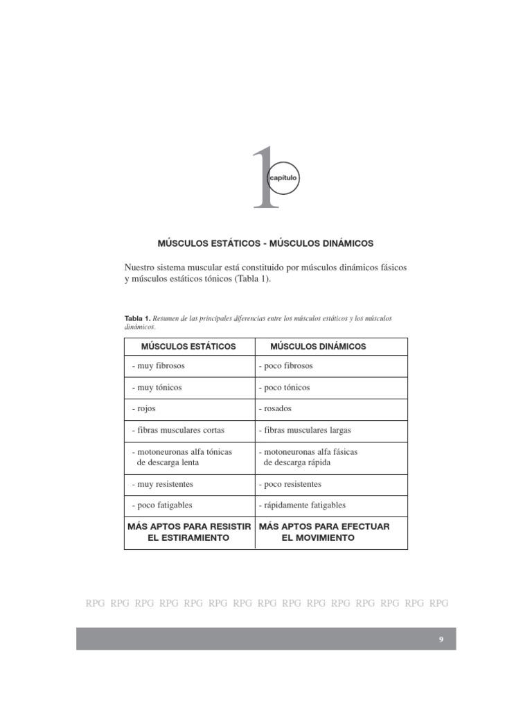 Músculos Estáticos y Dinámicos: Claves | PDF | Músculo | La columna ...