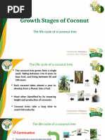 Coconut Varieties: Tall vs Dwarf | PDF | Coconut | Botany