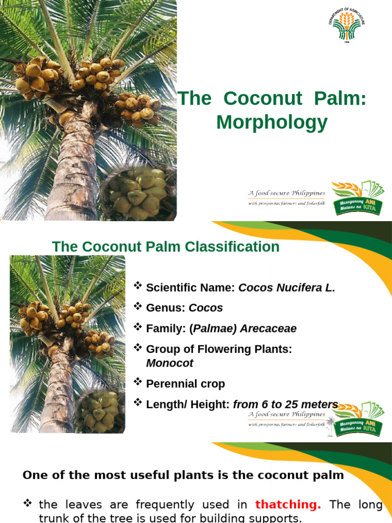 Coconut Palm Morphology Overview | PDF | Coconut | Root