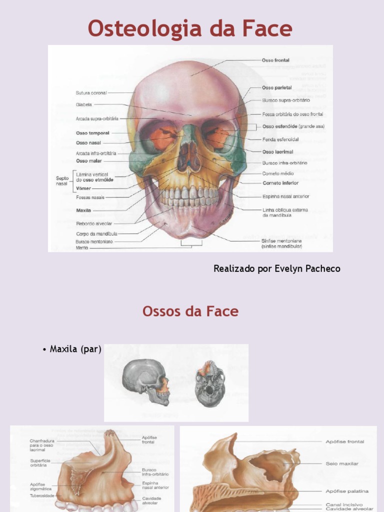 Anatomia dos Ossos da Face | PDF