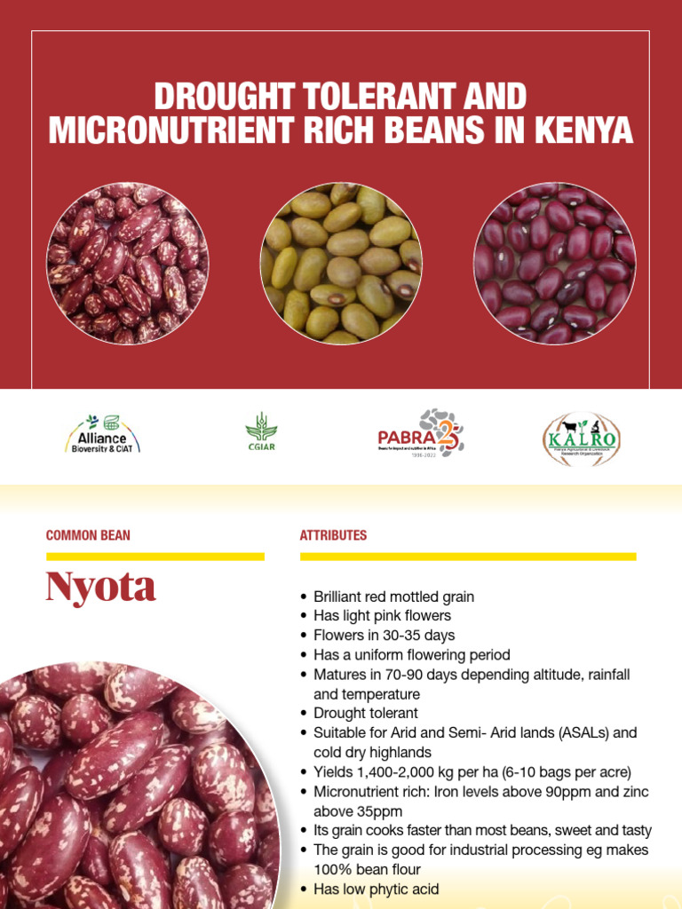 Drought Tolerant Micronutrient Beans Kenya | PDF | Bean | Phaseolus ...
