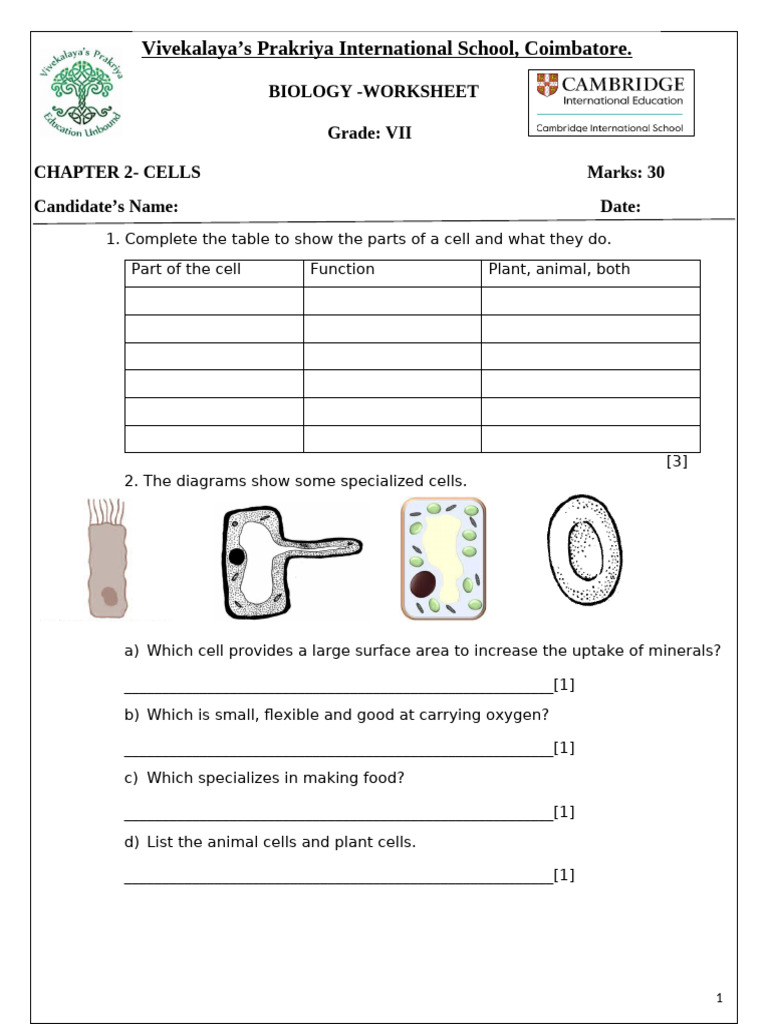 Cells Worksheet for Grade VII Biology | PDF
