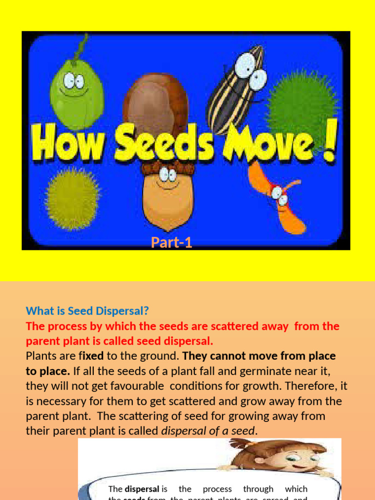 Understanding Seed Dispersal Methods | PDF | Seed | Plants