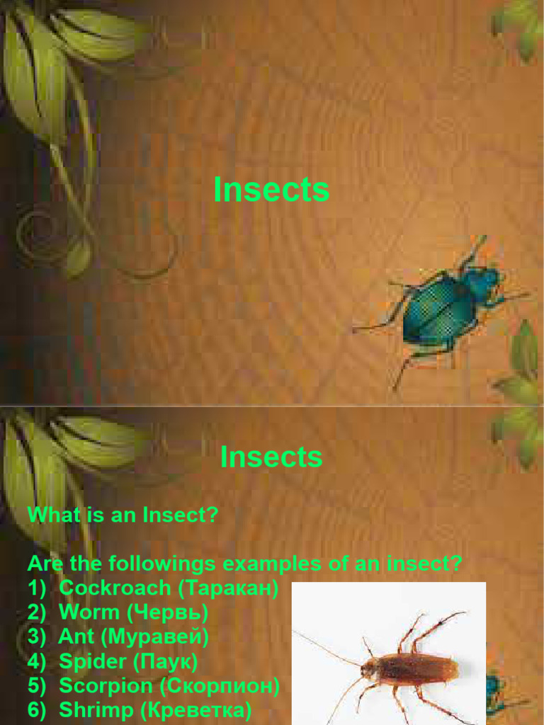 Insects | PDF | Insects | Fly
