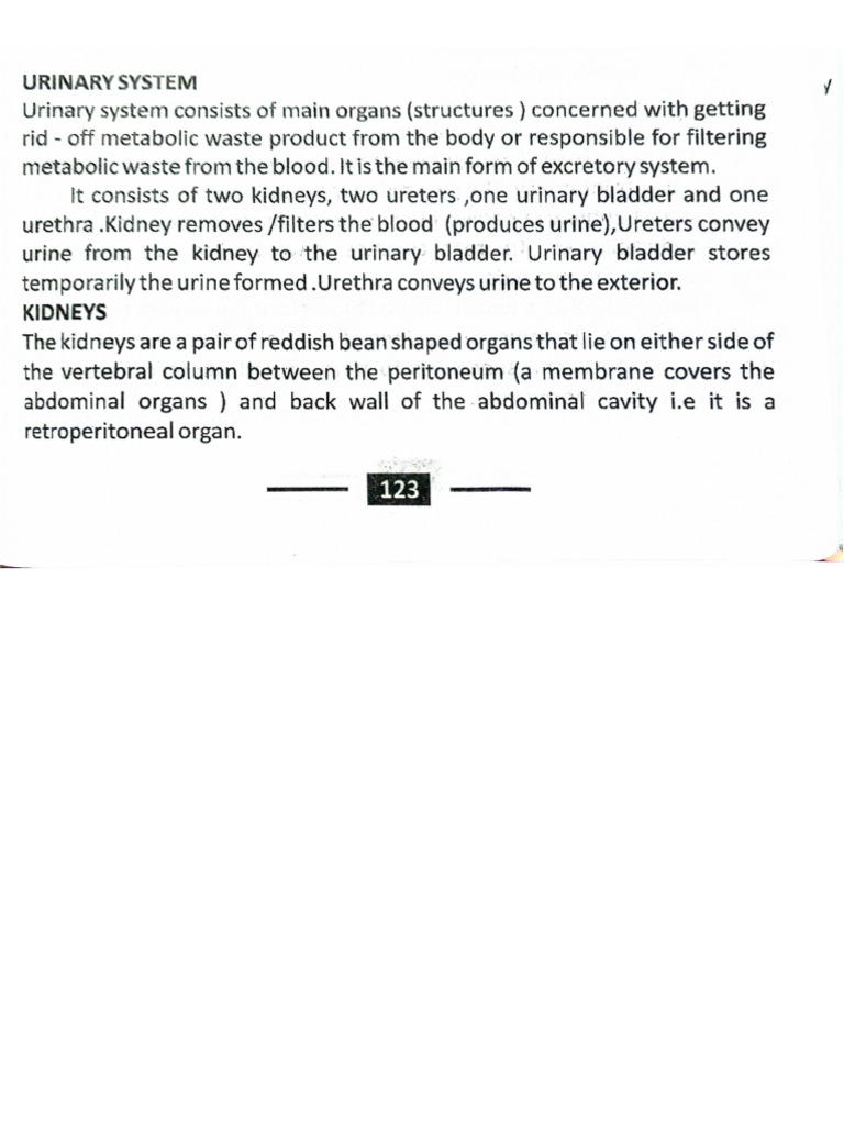 Urinary System | PDF