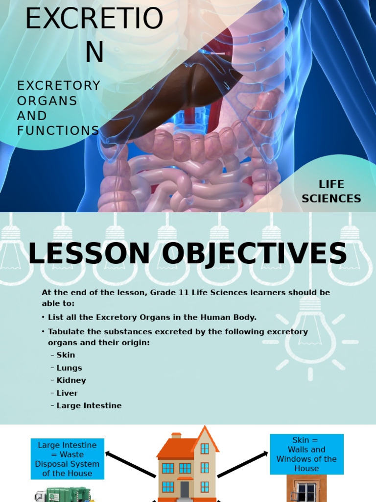 Grade 11 - Human Excretory Organs - Large Intestine and Kidney | PDF ...