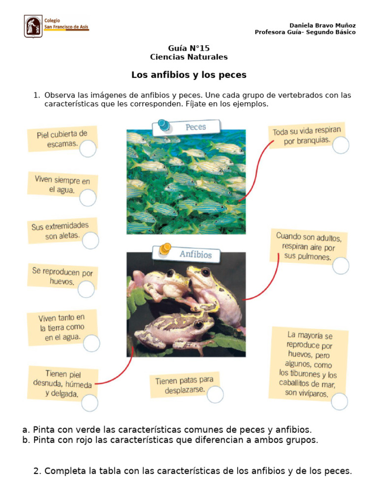 Guía N°15 Ciencias SFA Los Anfibios y Los Peces | PDF