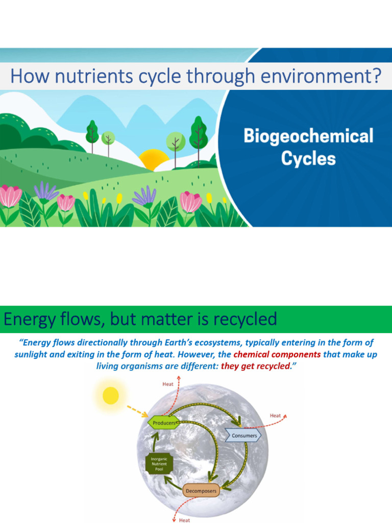 Understanding Biogeochemical Cycles | PDF | Sulfur | Ecosystem
