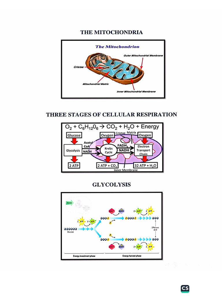 Cellular Respiration Reviewer | PDF