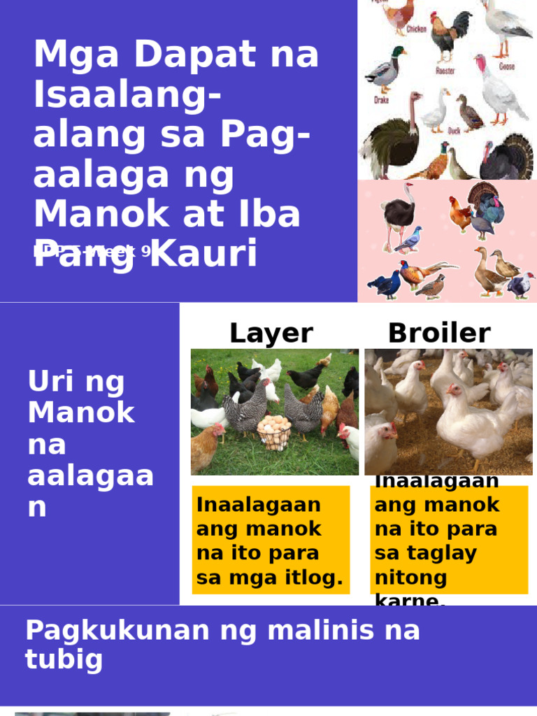 Pag-Aalaga NG Manok | PDF