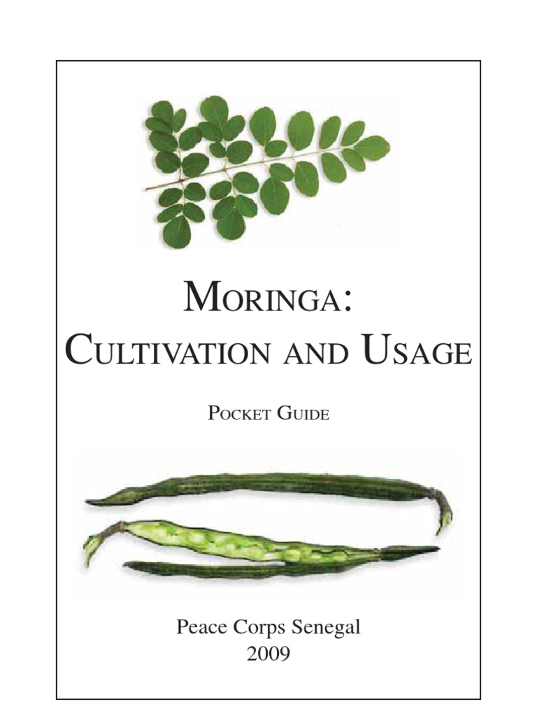 Moringa Cultivation and Its Uses | Trees | Plant Nursery | Free 30-day ...