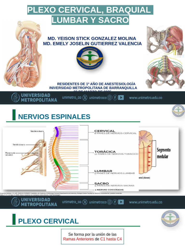 Anatomia Plexos CBLS | PDF | Anatomía humana | Neuroanatomía