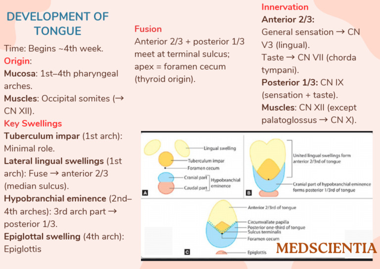 Development of Tongue | PDF