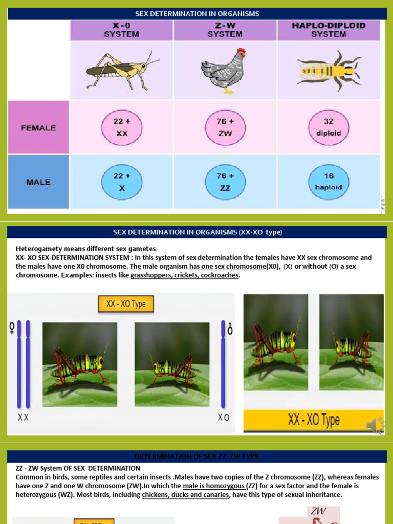 Sex Determination In Organisms 20 Pdf Sex Point Mutation 1233