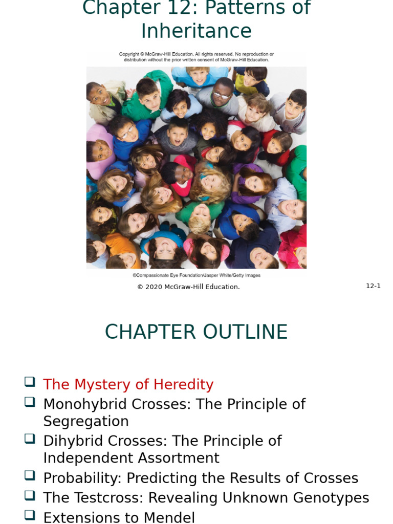 Ch12 - Patterns of Inheritance | PDF | Dominance (Genetics) | Genotype