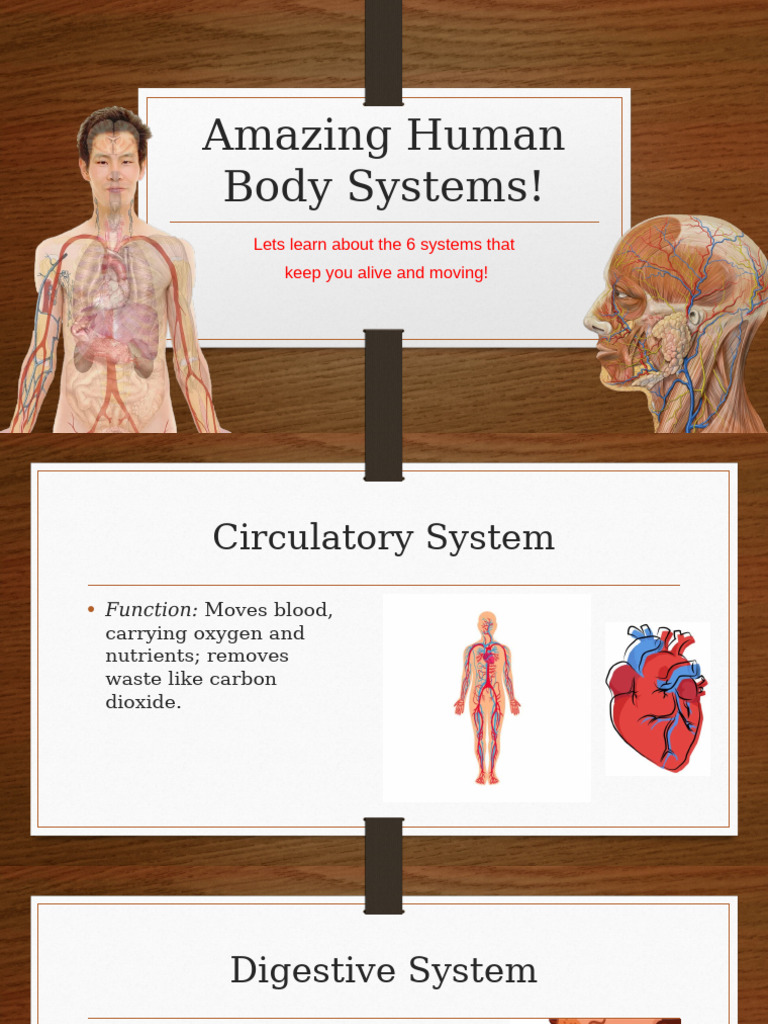 Amazing Human Body Systems! | PDF