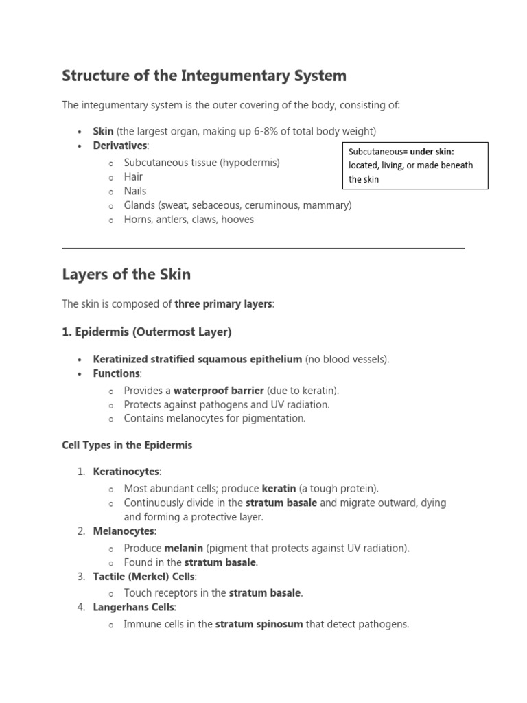 Integumentary System Structures Explained | PDF | Skin | Integumentary ...