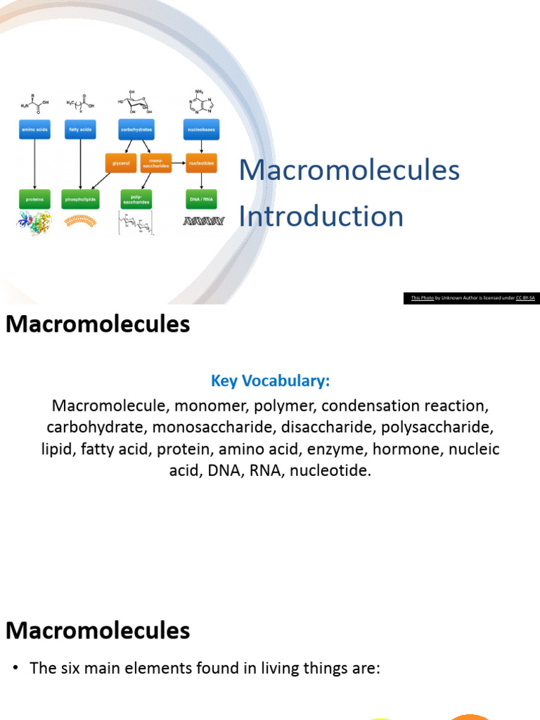 Macromolecules Intro | PDF | Macromolecules | Rna