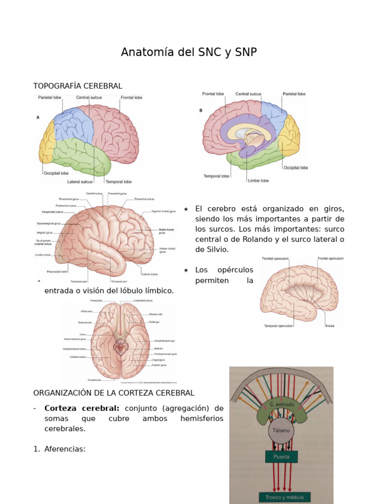 Anatomía del SNC y SNP: Estructuras Clave | PDF | Cerebelo | Ganglios ...