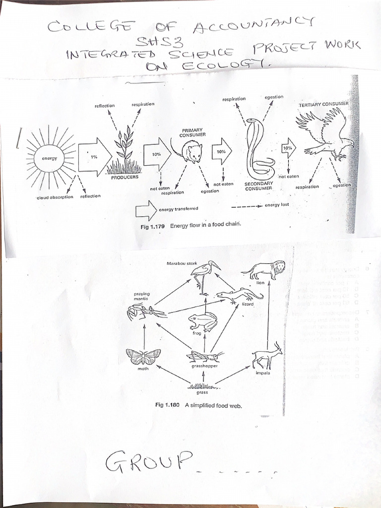 Int Science Group Work | PDF