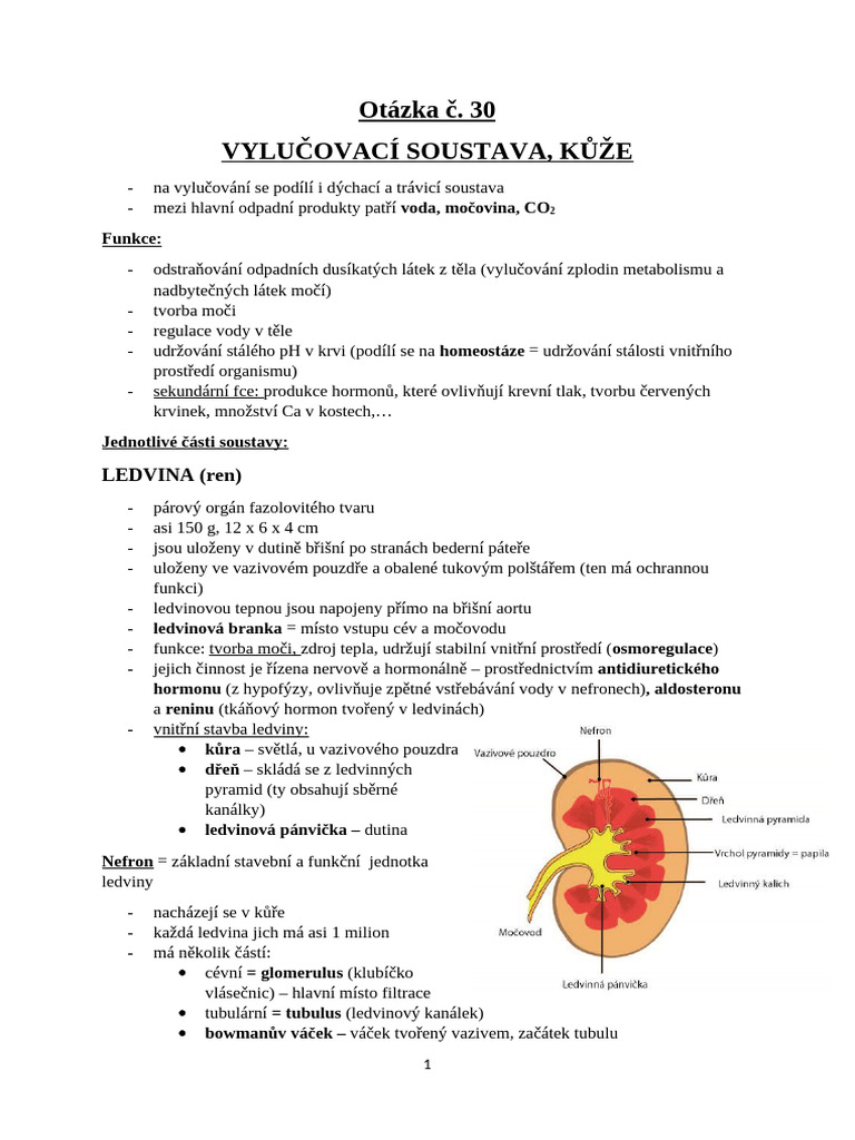 30 Vylučovací Soustava Kůže 1 | PDF
