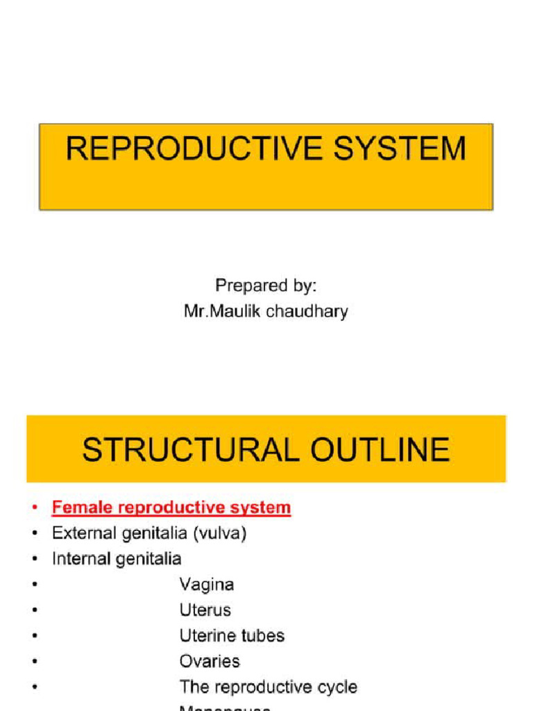 Reproductive Anatomy | PDF