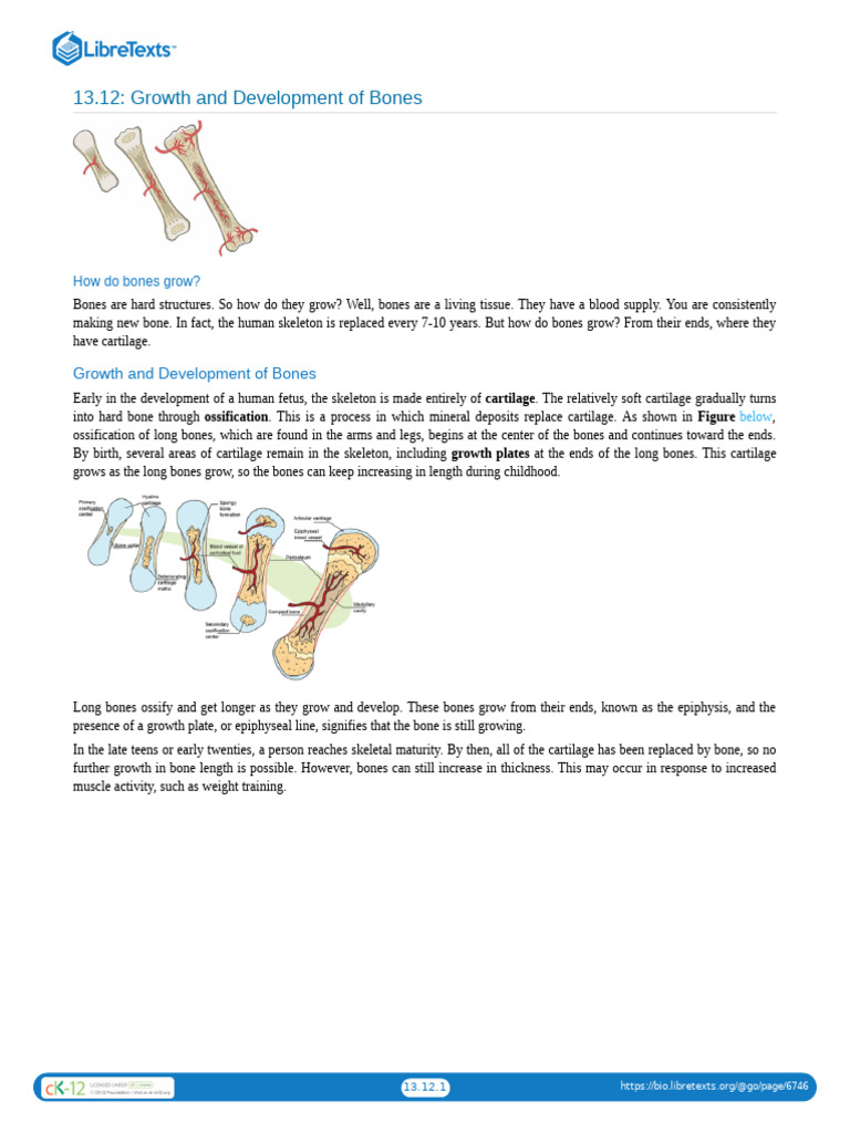 13.12 Growth and Development of Bones | PDF | Bone | Skeleton