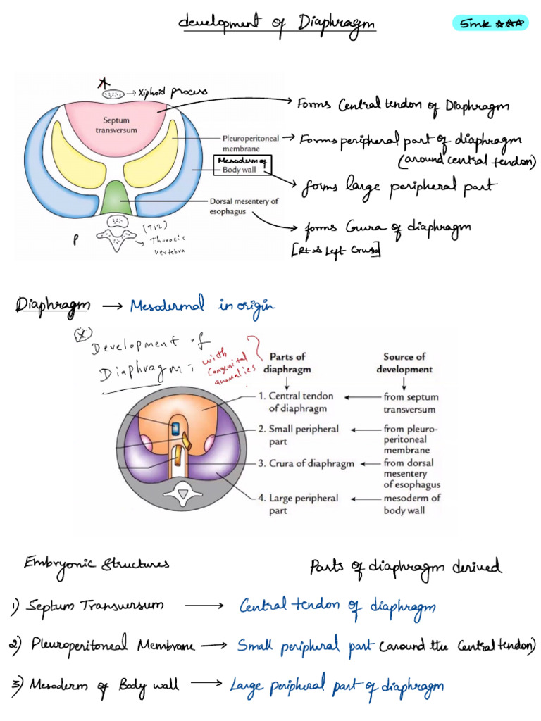 Development of Diaphragm | PDF | Human Anatomy | Respiratory System