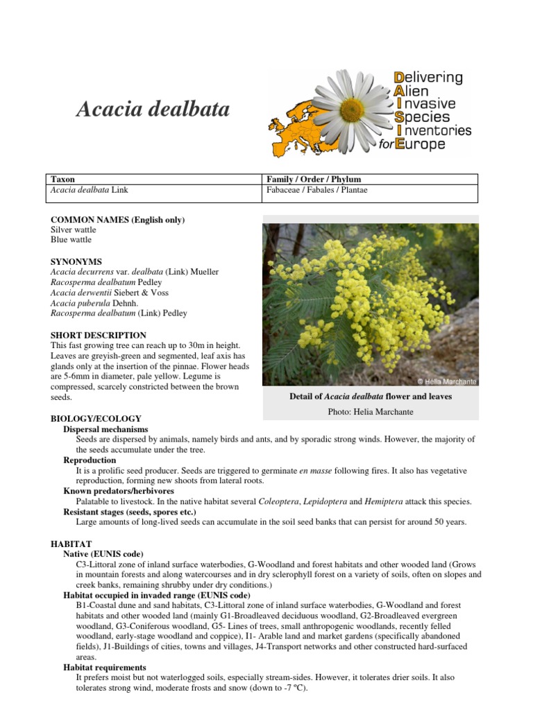 Acacia Dealbata | PDF | Seed | Invasive Species