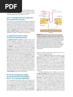 Función y Regulación del Calcio en Células | PDF | Neurona | Biología ...