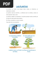 Necesidades de Las Plantas | PDF
