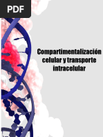 Tráfico Vesicular en Células | PDF | Biología Celular | Bioquímica