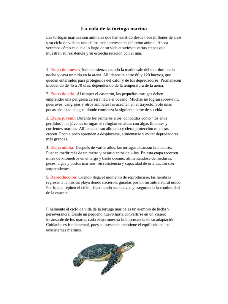 Ciclo de Vida de la Tortuga Marina | PDF