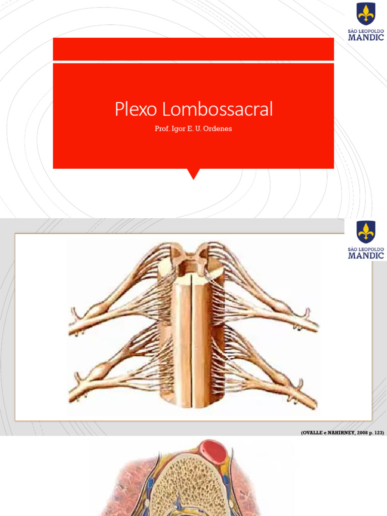 2024 DADA Plexo Lombossacral | PDF | Membros (anatomia) | Pélvis
