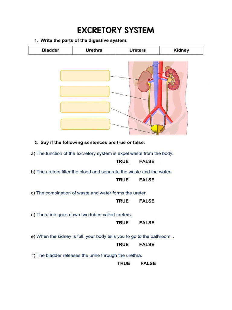 Excretory System Activity. | PDF