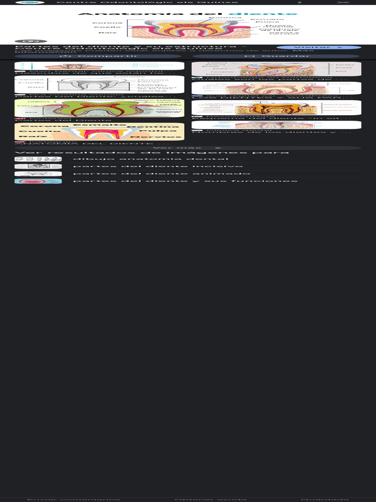 Partes del Diente y su Estructura | PDF