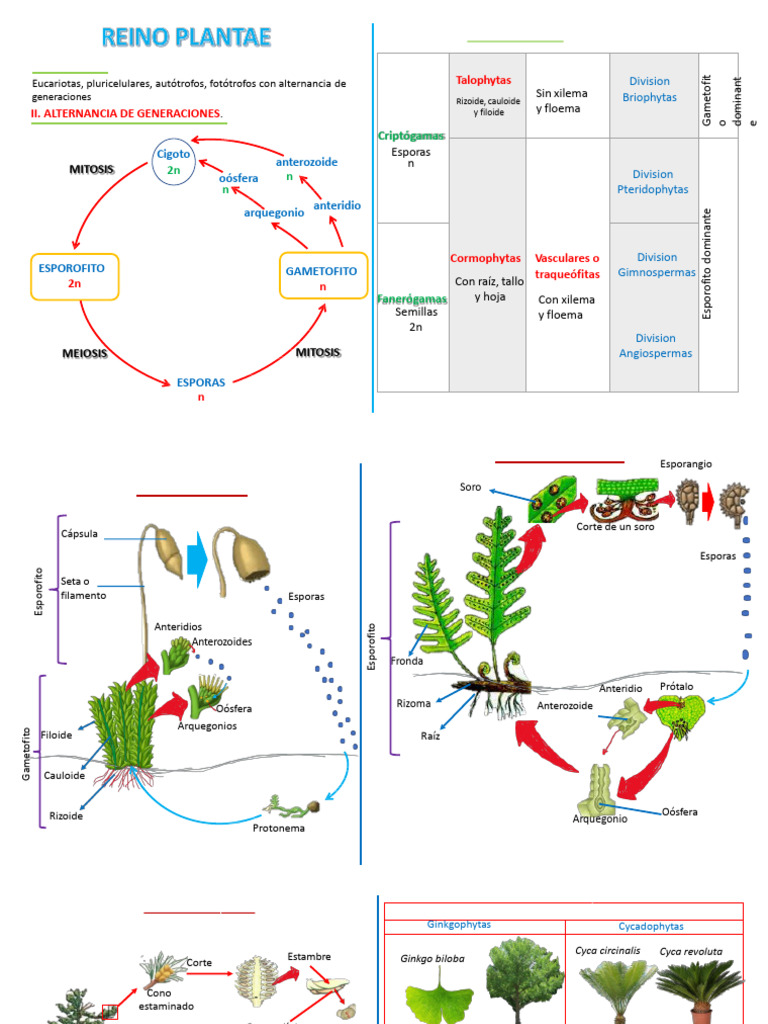 Reino Plantae | PDF | Reproducción | Ramas de la botánica