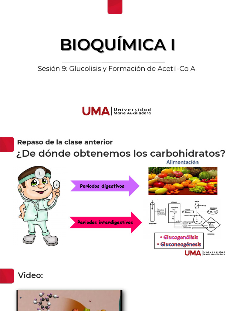 Clase 9. Glucólisis y Formación de Acetil-CoA PPT UMA LED 2025 | PDF | Glucólisis | Respiración ...