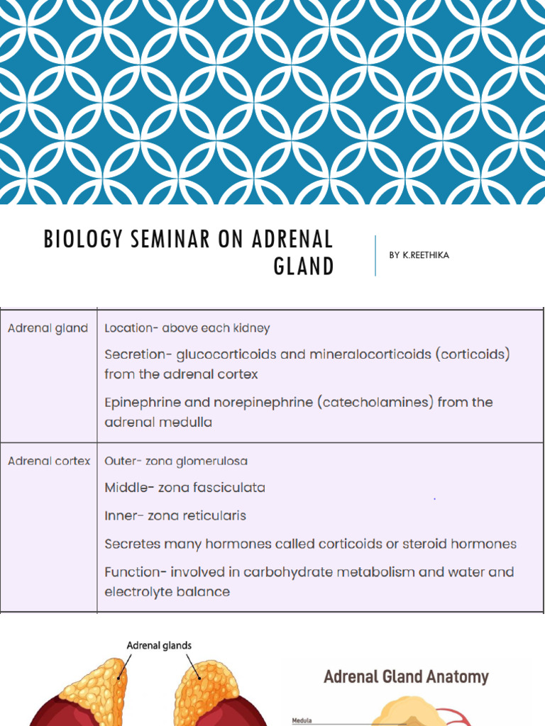Adrenal Gland Functions and Cortisol | PDF