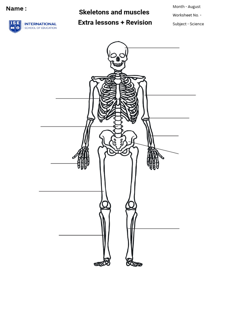 Skeletons and Muscles | PDF | Skeleton | Joint