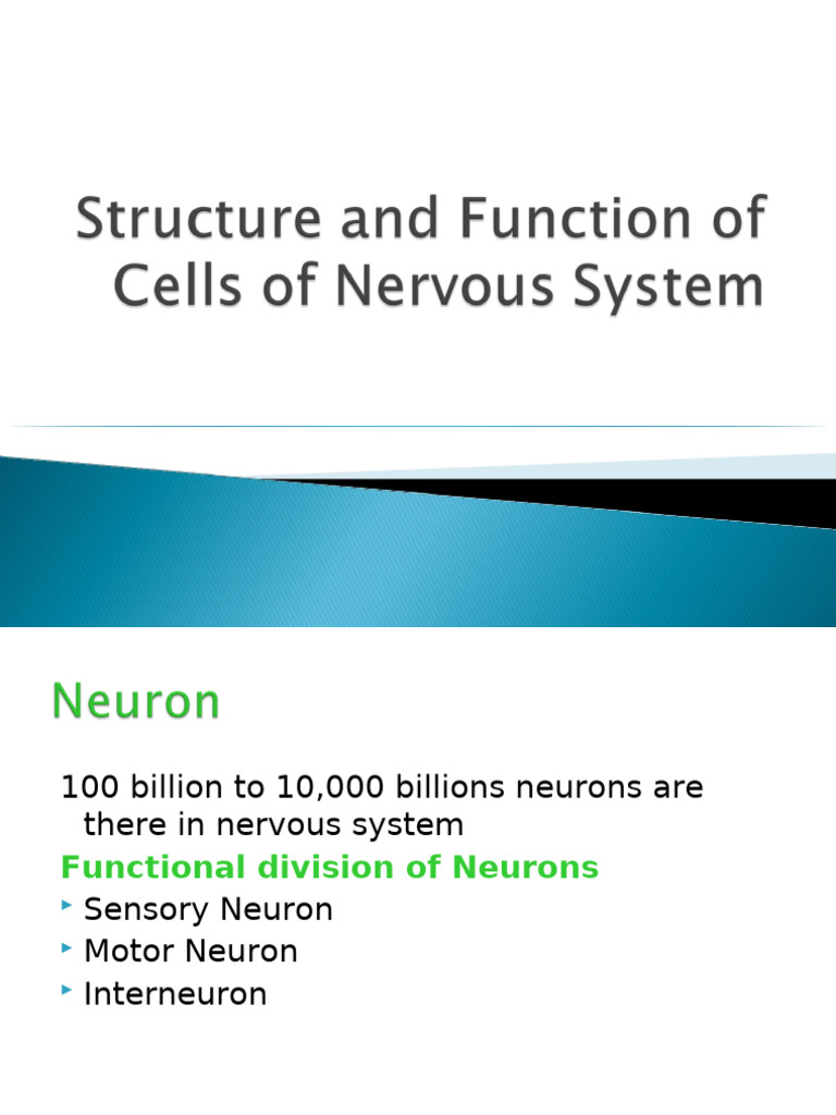 2.structure of Neuron | PDF | Neuron | Axon
