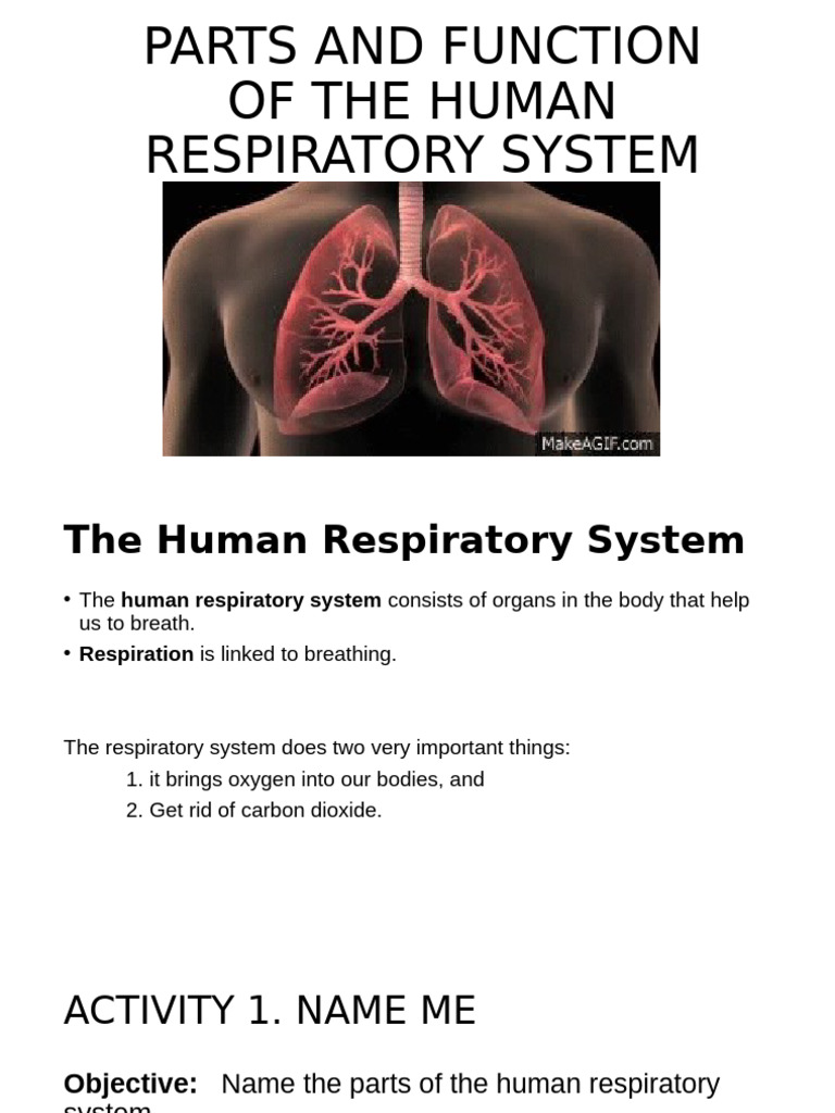 Parts and Functions of Respiratory System | PDF | Circulatory System ...